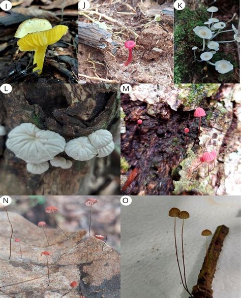 Basidiomicetos Identificados No If Goiano Campus Ceres Da Ordem