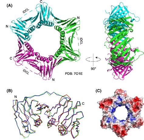 a overall structure of ct pcna trimer at 2 34 a resolution in front