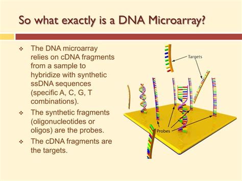 Dnamicroarraypresentation Dna Fingerprinting Dna Biotechnology Pdf Genetics Science