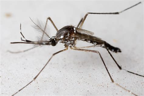 Anopheles Aedes Or Culex How To Tell Mosquito Species Apart Target Malaria