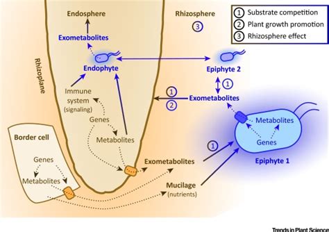 Feed Your Friends Do Plant Exudates Shape The Root Microbiome Trends In Plant Science
