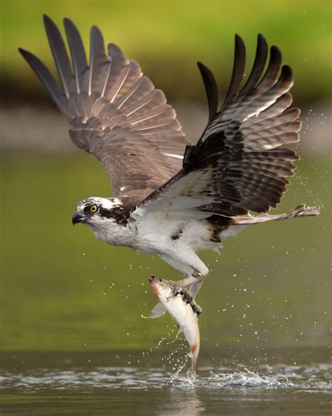 Osprey Conservation Information Osprey Education Clark Public Utilities Powerzone