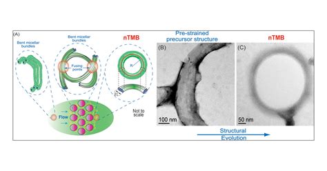 Worming Their Way Into Shape Toroidal Formations In Micellar Solutions
