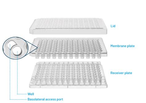 A Smarter Plate Design For Hts Transwell Migration Assays