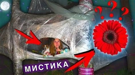 Видео НОЧЬ в доме из Пленки Цветок В Бассейне на дереве Мистика Elli Di Ok Ru Смотреть