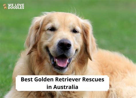 4 Best Golden Retriever Rescues In Australia We Love Doodles