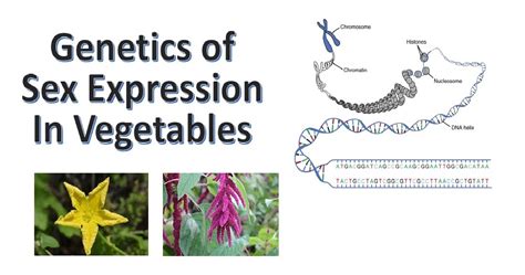 Genetic Mechanism Of Sex Expression In Vegetables A2Z Veg Science