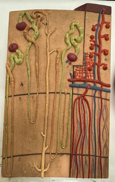 Nephron Diagram Diagram Quizlet