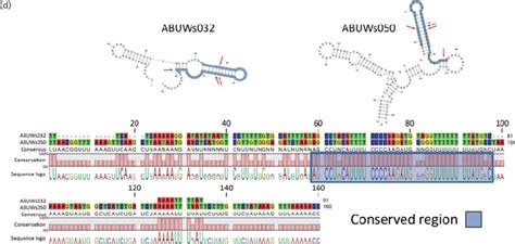 A Baumannii Srnas From Groups 36 Maintain Discrete Structural Download Scientific Diagram