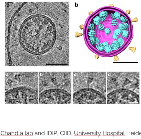 Em Sample Preparation Workflows Bio21s And Leica Microsystems Toolbox