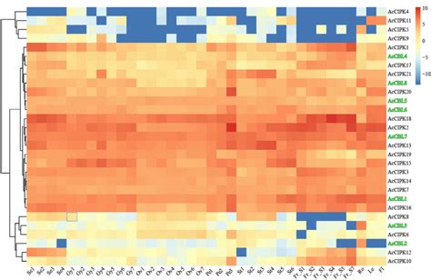 Expression Profiles Of The Pineapple Cbl And Cipk Genes Hierarchical Download Scientific