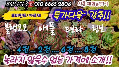 호산나다육에 새다육 놀라운 착한가격으로 소개 특가다육을 꼭 선택 홍화장묵딩2천 애플 블랙코코젤리4천 링보입고 Youtube