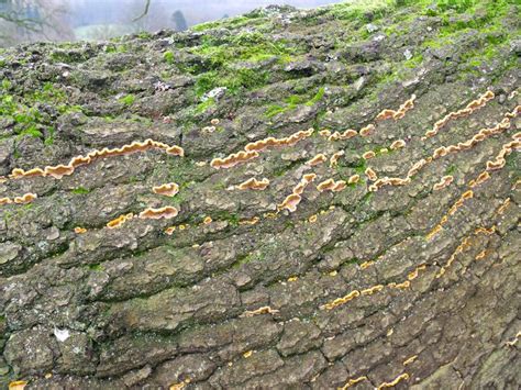 Tree Bark Fungi
