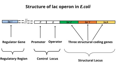 Operon In Prokaryotes Rbr Life Science