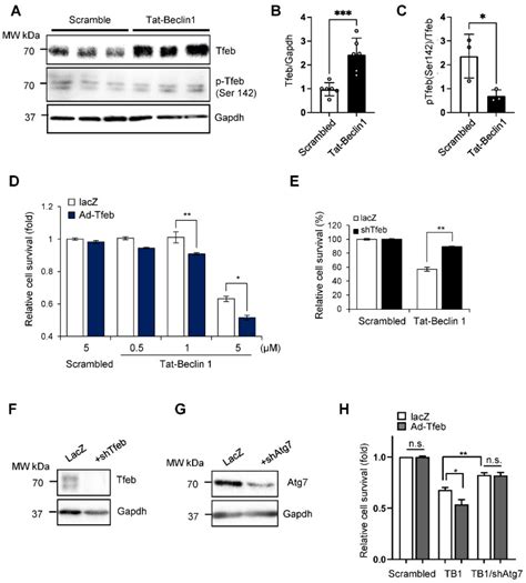 Tfeb Mediated Transcriptional Regulation Of Autophagy Induces Autosis