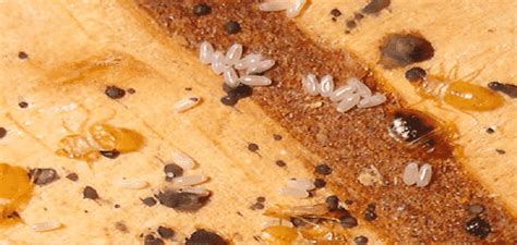 ما شكل بيض البق بالصور؟ وما أفضل الطرق للتخلص منه؟