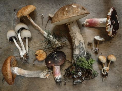 Different Types Of Mushrooms From Edible To Poisonous