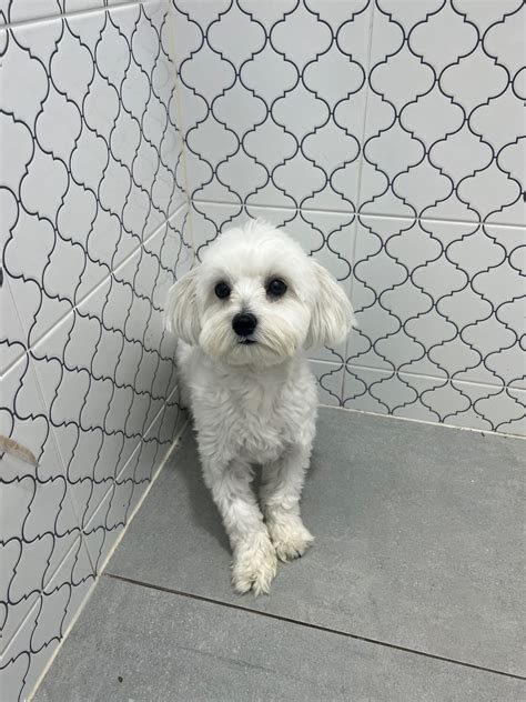 말티즈 우유 말티즈크기 말티푸크기 푸들크기 먼치킨크기 랙돌크기 브리티쉬숏헤어크기 스코티쉬폴드크기 러시안블루크기 강아지크기 고양이크기 유기견임시보호 유기묘임시보호 강아지임시