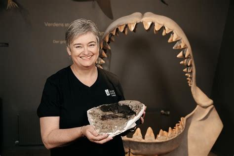 Fóssil De Megalodon Recuperado Confirma Qual Era Tamanho Do Predador