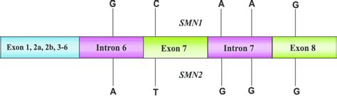 Nucleotide Differences In Telomeric Smn1 And Centromeric Smn2