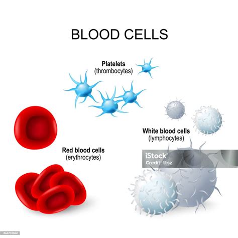 Thrombocytes Or Platelets