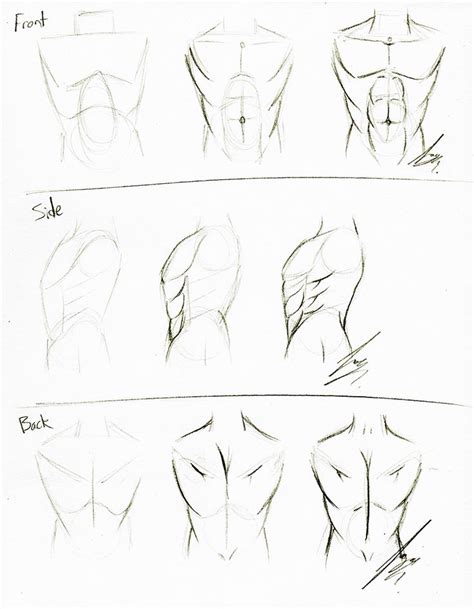 Torso Tutorial Body Sketches Torso Anatomy Drawing