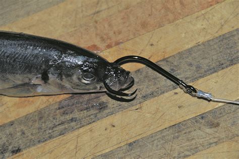 Tech Tricks Bluewater Bait Rigging Fishing Monthly