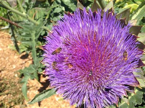 Bug Life Blog Eds Dead Bug