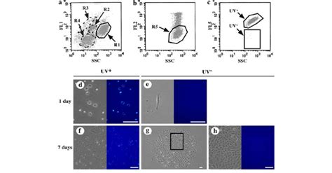 Facs Sorting Of Cells In A Qhsc Enriched Fraction And Morphology Of The