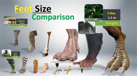 Elephant Foot Compared To Human At Dean Welch Blog