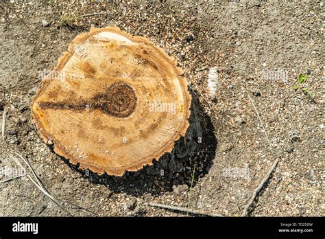 Tree Stump Left After Cutting Tree Down Stock Photo Alamy