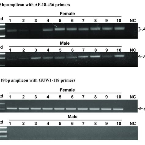 sex identification of ten pairs of morphologically pre sexed h