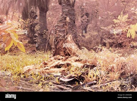 Infrared Image Of The Decompose Tree Trunk At The Plantation Stock