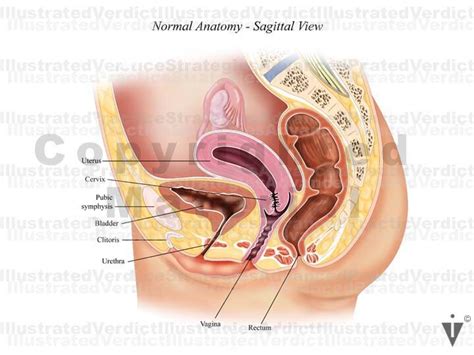 Stock Colon Rectum Normal Anatomy Illustrated Verdict