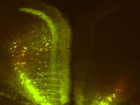 Research The Alexander Lab