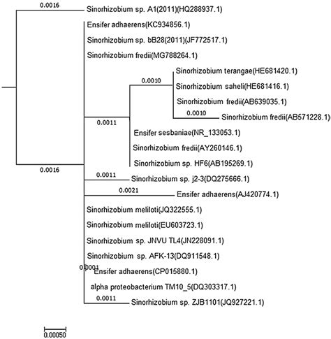 S Saheli He6814161 And Related Organisms Phylogenetic Tree
