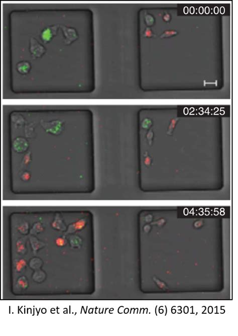 Microcell Arrays Obtain More Accurate Data From Single Living Cells