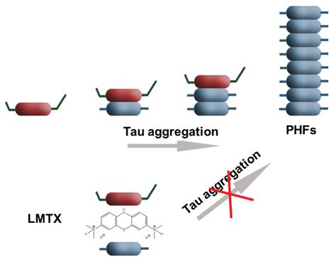 Tau Protein Hyperphosphorylation And Aggregation In Alzheimers Disease And Other Tauopathies