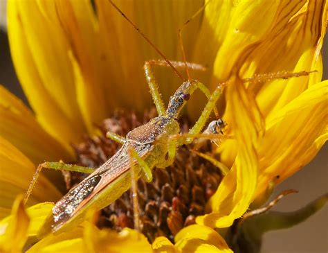 Assassin Bugs August 29 2013 — Texas Insect Identification Tools Assassin Bugs August 29 2013 — Texas Insect Identification Tools