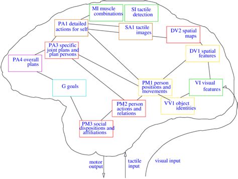 Our System Model Shown In Correspondence With The Neocortex Download Scientific Diagram