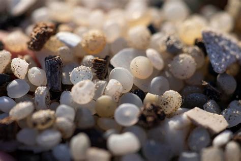 Squid Bones Sponge Removes Up To 99 9 Microplastics Caribbean