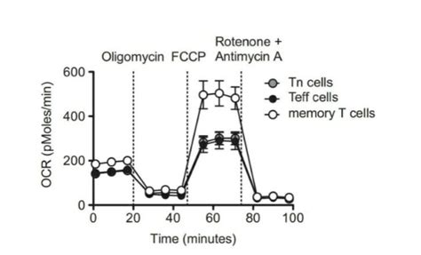 Solved 600 Rotenone Oligomycin Fccp Antimycin A Tn Cells