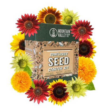Sunflower Seed Starter Kit Complete Growing Kit With High Quality