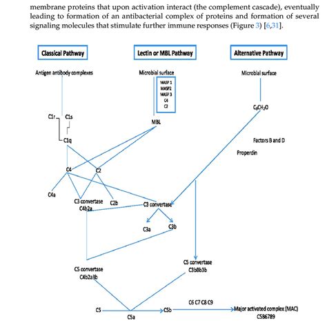 Outline Of The Major Components And Mode Of Action Of The Complement Download Scientific
