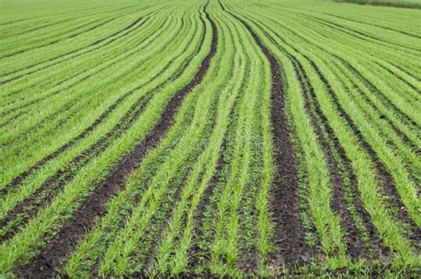Field Beans And Wheat Intercropping Stock Image Image Of Beans