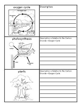 Carbon Dioxide Oxygen Cycle Activities By Amber Socaciu Tpt