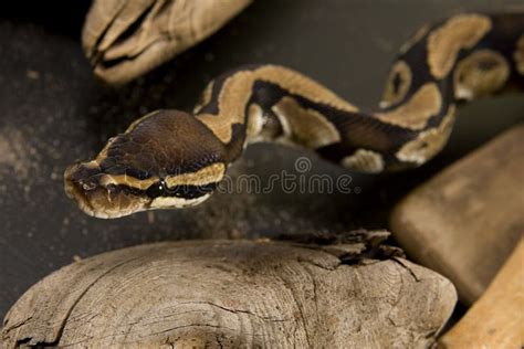 球python 库存图片 图片 包括有 异乎寻常 仿造 眼睛 缩放比例 查找 宠物 敌意 危及 3340803