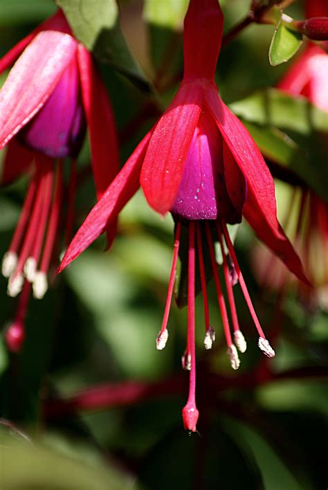 무료 이미지 자연 꽃잎 빨간 식물학 플로라 꽃들 닫다 관목 푹샤 뉴타레아 플로어 Ggl1 매크로 사진 꽃 피는 식물 육상 식물 2592x3872