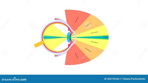 Peripheral Vision Poster Stock Vector Illustration Of Tissue 306195446