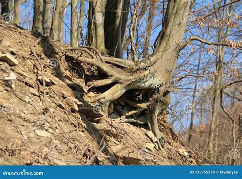Tree On The Slope Stock Photo Image Of Wilderness Grow